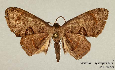 Papua Insects Foundation (Lepidoptera/Uraniidae/Epipleminae/Phazaca ...